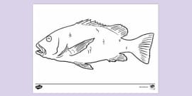 FREE! - Mangrove Jack - Mangrove Red Snapper Fish Colouring Sheet