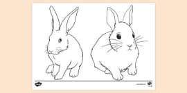 Printable Colouring Rabbits | Twinkl Party (teacher made)
