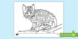 FREE! - Baby Bobcat Colour by Number Worksheet - Twinkl
