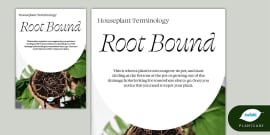 'Root Rot' Plantcare Terminology Poster (teacher made)