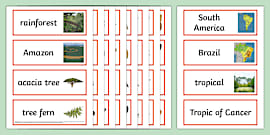 Amazon Rainforest Vocabulary Word Cards | Twinkl Originals