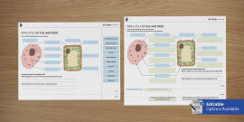 Cell Cycle Sequencing Cards | GCSE Science | Beyond