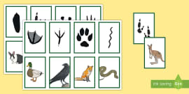 Animal Tracks Matching Worksheet / Worksheet - Twinkl