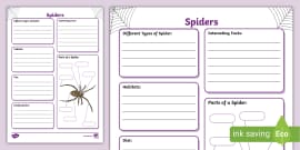 Types of Spiders | What do spiders eat? | Twinkl