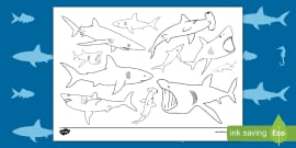 What is a Shark? – Shark Facts for Kids – Twinkl