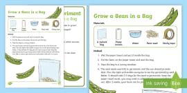 Bean Plant Growth Experiment and Results | Experiment Diary