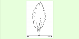 Sycamore Tree Colouring Sheet | Tree Colouring Pages | KS1