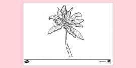 Fan Palm Tree Colouring Sheet (teacher made) - Twinkl