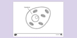 What is cytoplasm? - Answered - Twinkl Teaching Wiki