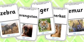 Animal Sorting Cards (teacher made)