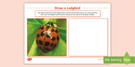 How to Draw a Bird Activity - (teacher made) - Twinkl