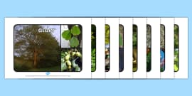 Tree Identification Photo Sheet (teacher made) - Twinkl
