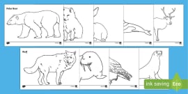 Winter Arctic Animals PowerPoint - North Pole - Twinkl