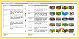 Animal Groups Display Posters (teacher made)