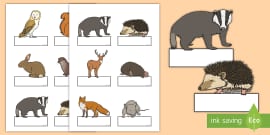 👉 Labelling Woodland Animals KS1 - Primary Resources