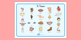 Parts of the Body A4 Te Reo Maori (teacher made)