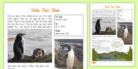 * NEW * Kiwi Facts for Kids - Years 5-6 (teacher made)