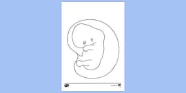 FREE! - Dolphin Embryo Colouring | Colouring Sheets