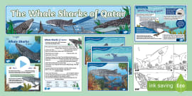 What is a Whale Shark? – Whale Shark Facts for Kids – Twinkl