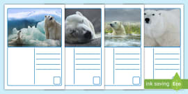 Polar Bears: Facts, Teaching Resources and more! - Twinkl