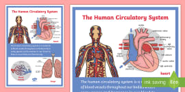Human Body Lungs Diagram Display Poster (teacher made)