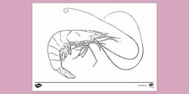Shrimp Colouring Sheets | Colouring Pages (Teacher-Made)