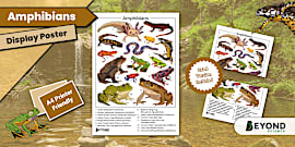 What is an amphibian? Amphibian characteristics and other Interesting ...