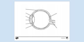 FREE! - Diagram of the Eye Front View No Labels Colouring Sheet