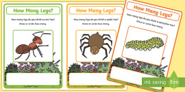 Animal Leg Sorting Activity (teacher made)