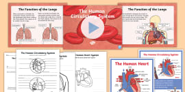 3D Circulatory System Paper Model (teacher made) - Twinkl