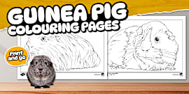 Guinea Pig Word Search