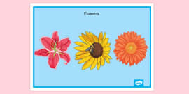 FREE! - Flower Poster | Display | Primary Resources - Twinkl