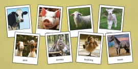 Farm Animals Display Banner (teacher made) - Twinkl