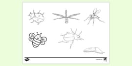 Colouring Page of Insects (Teacher-Made) - Twinkl