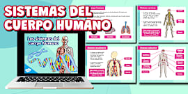 El cuerpo humano por capas para niños - Twinkl Colombia