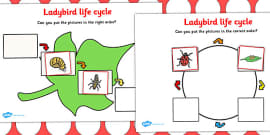 Life Cycle of a Ladybird | Worksheet | Twinkl