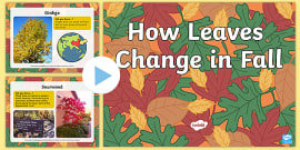 ورقة نشاط حرف الباء - الحروف الهجائية، حرف