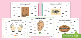 👉 5 Senses Display Posters - 5 Sense Organs Pictures for Kids