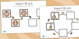 Koala Life Cycle Worksheet / Worksheets - Twinkl