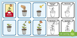 Plant Sequencing Cards Teacher Made