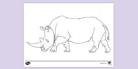 Rhino Fact File - Rhino Facts for Kids - All About Rhinos