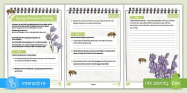 Spring Homophones Activity (teacher made)