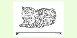 FREE! - Leopard on a Tree Colouring Sheet | Colouring Sheets