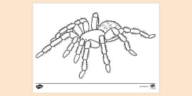 2D Shape Spider Cutting Skills Worksheets, * NEW * 2D Shape Spider Picture