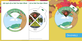Oak Tree Life Cycle Activity | Cut and Glue | Twinkl USA