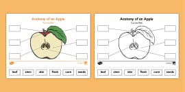 Life Cycle of an Apple Cut and Paste Activity
