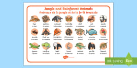👉 French Jungle Animals Word Mat and Word Cards - Twinkl