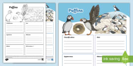 KS2 Puffin Fact File (teacher made) - Twinkl