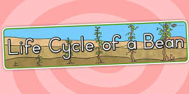 Life Cycle of a Bean Display Posters (Teacher-Made)