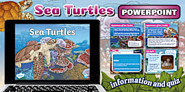 Sea Turtles Reader | World Oceans Day | Twinkl USA